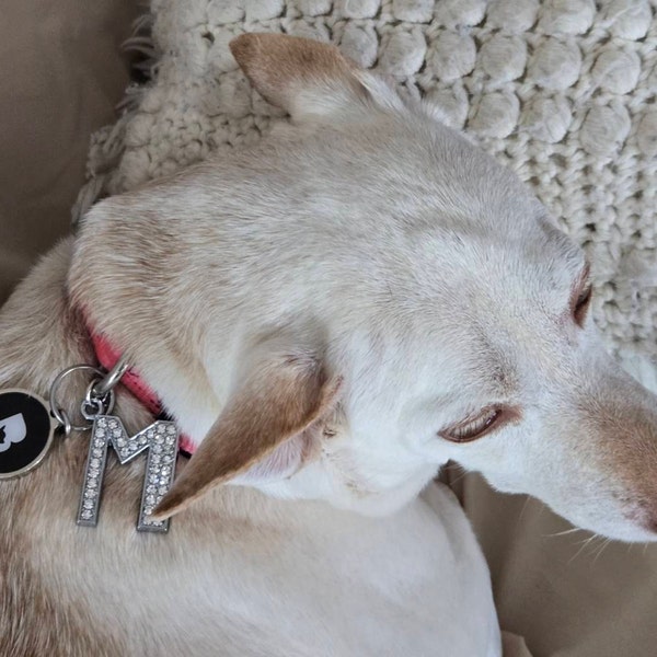 Cuban Link Dog Chain,gold Dog Collar Chain,custom Dog Collar,pet Collar ...