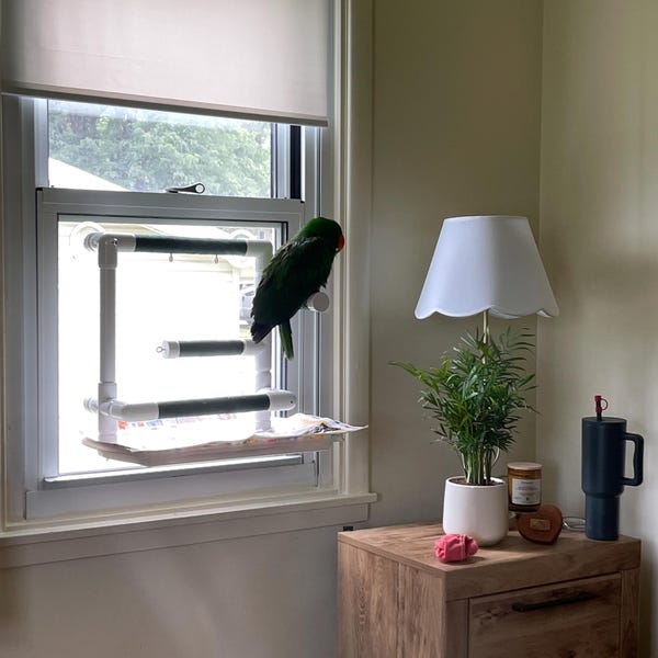 THE ULTIMATE OBSERVER - Window Play Gym for Caiques, Conures, African ...