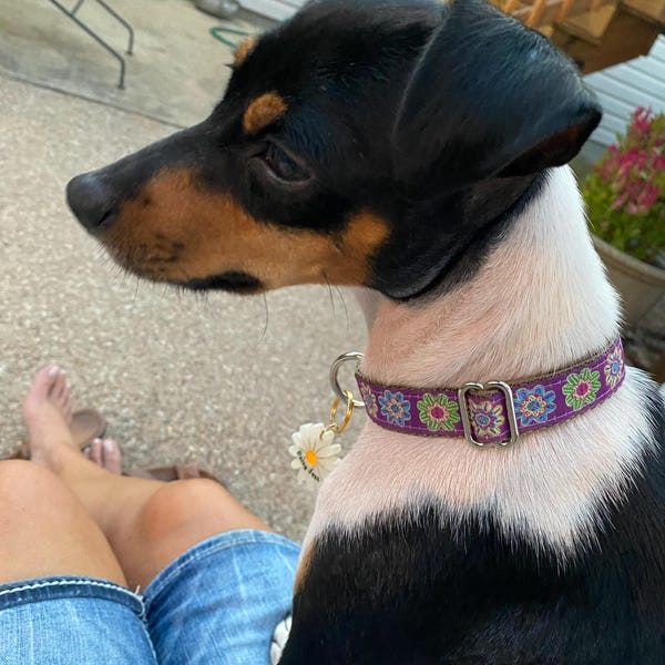 Banjo Dog Collar, Harness or Leash With Personalized Engraved Buckle ...