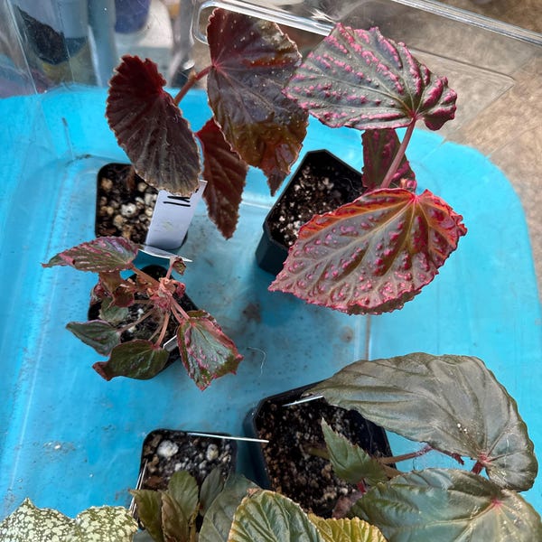 Begonia Botanicaz 105 V.2 TOP CUT (can Acclimate to House Conditions) - Etsy