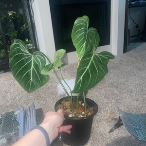 Philodendron Gloriosum Dark Form SMALL SIZE Growers Choice Free ...