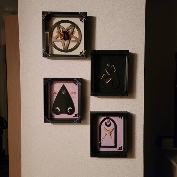 Giant Forest Scorpion LIMITED EDITION Heterometrus Laoticus Entomology ...