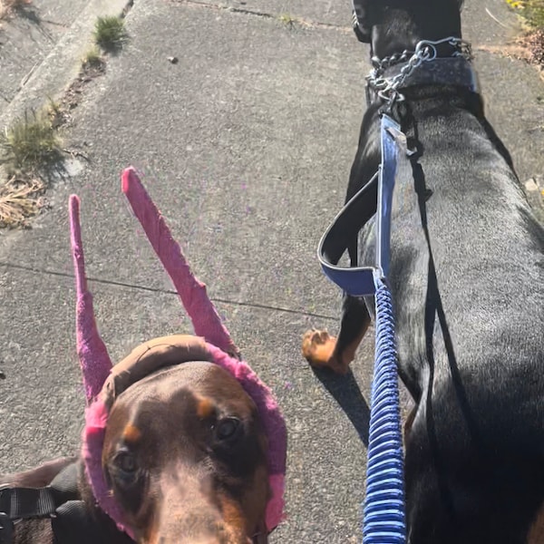 Doberman Ear Posting Brace - Etsy