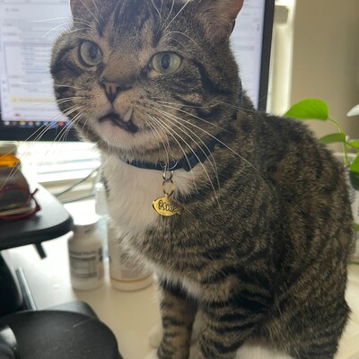 Cat ID Tag With Cat Name Tag ID Tag for Cats Stainless Steel Fish Tag ...