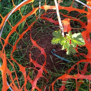 1 Dwarf Fig Little Ruby™. Zones 7-11. Perfect as Potted Plant. - Etsy