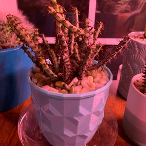 Pedilanthus Tithymaloides Variegated Pink devils Backbone - Etsy