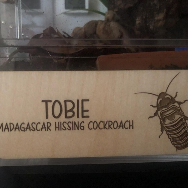 Axolotl Name Sign, Axolotl Tank Decor, Axolotl Tank Accessories ...