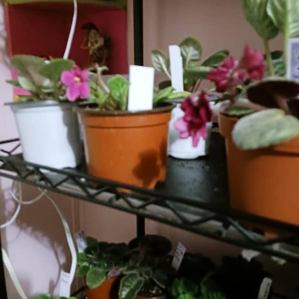 Hunter's Venom African Violet Live Plant, Young Starter in a 4" Pot ...