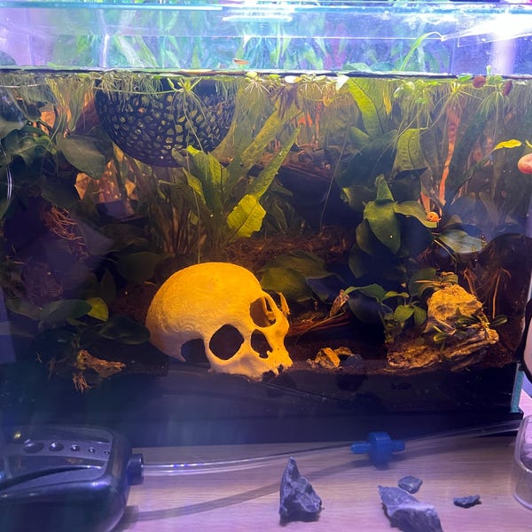 3D Printed Highly Detailed Skull for Aquarium Hideaway Fish Tank ...