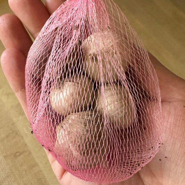 Edible Sagittaria Trifolia Giant Cantonese Sand Arrowhead Tuber for ...