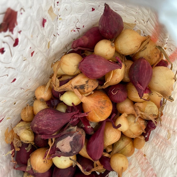 ONION SETS (red + Yellow Bulbs) - Non-gmo, Fresh Grown Heirloom Seed ...