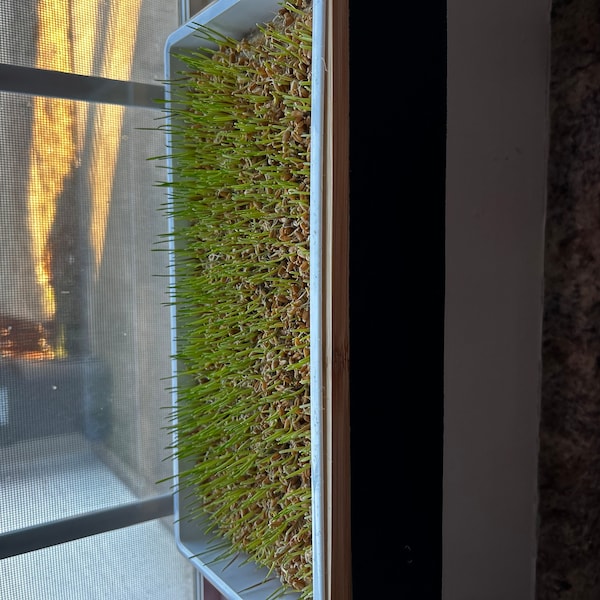 Organic Wheatgrass Growing Kit, Self Watering, With Soilless Grow Mats ...