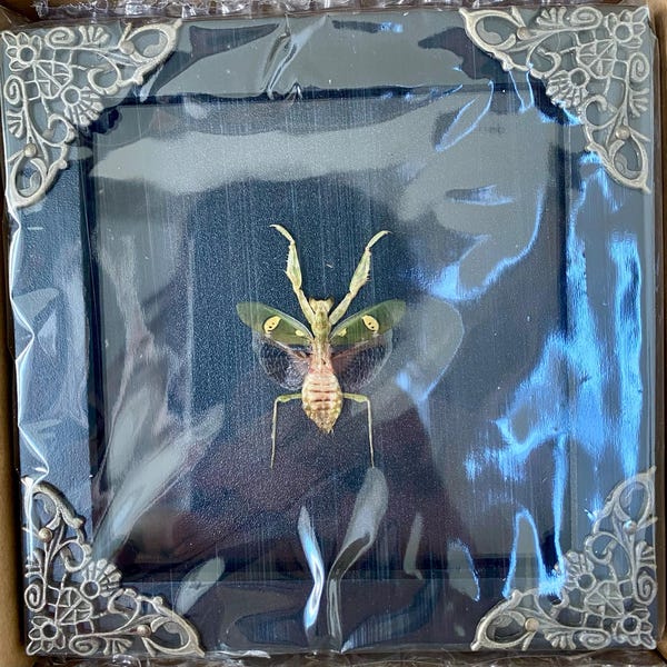 Real Framed Mantis Creobroter Beetle Shadow Box Dried Insect Dead Bug ...