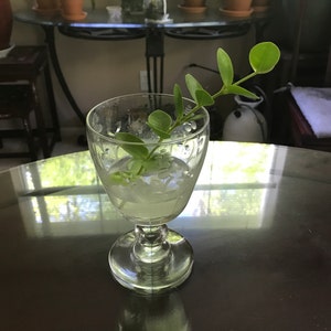 Hoya Finlaysonii Rare Hoya Plant - Etsy