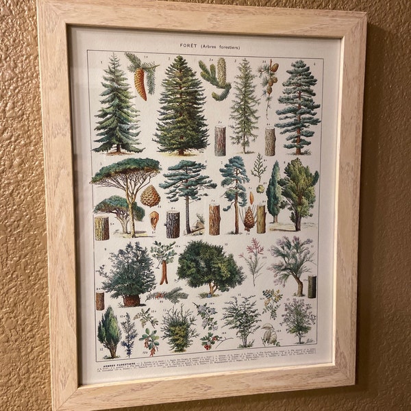 Antique Tree Chart • Vintage Tree Print • 4 Sizes! • French Tree ...