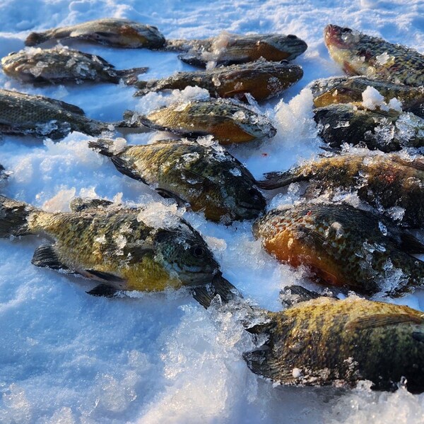 6 Pack Sitka Hunting Gear Vinyl Decal Sticker [9" W X 5" H ...