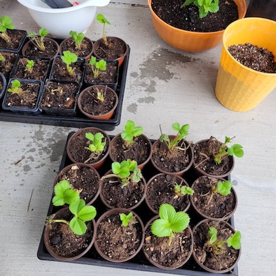 BLUEBELL Grape Vine 1 Bare Root Live Plant PREORDER Ship in April - Etsy