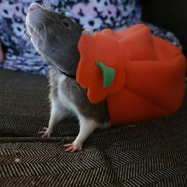 Pumpkin Costume for Pet Rats, Halloween Pet Costume, Rat Costume, Cute ...