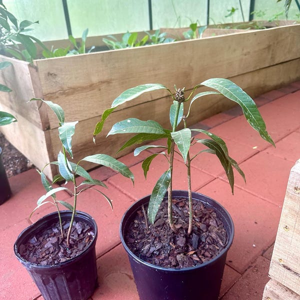 Seedling Julie Mango Live Fruit Tree (mangifera Indica). 1 Ft - Etsy