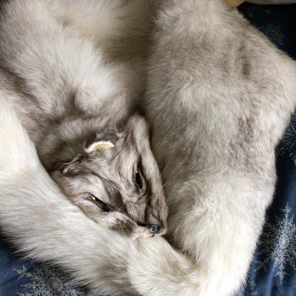 Professionally Soft Tanned Large #1 Grade Iowa Raccoon/coon Hide/pelt ...
