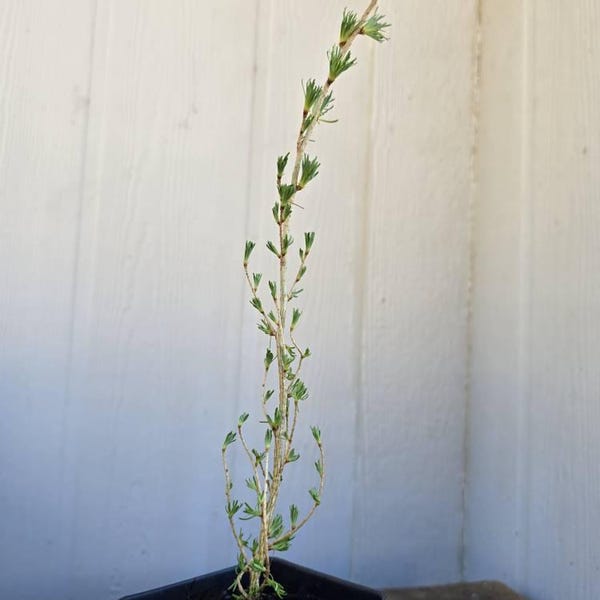 Bristlecone Pine. Pinus Aristata. Natural Dwarf. Young Tree Ready for ...