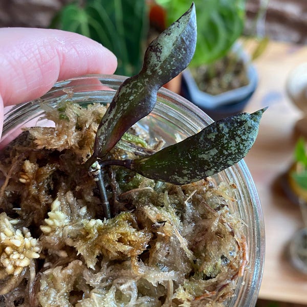 RARE Hoya Mathilde Silver Fresh Cutting Plant Houseplant - Etsy UK