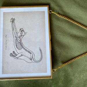 Animal Anatomy Stickers. Science Sticker Set. Dog Cat & | Etsy