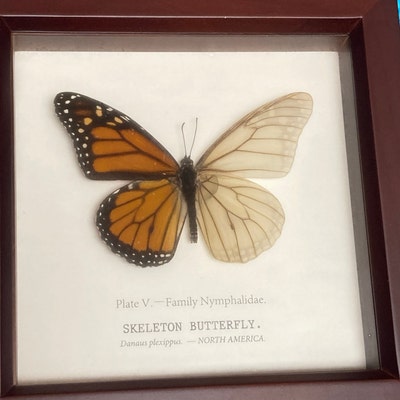 Real Monarch Butterfly Skeleton Science Oddity Curiosity - Etsy