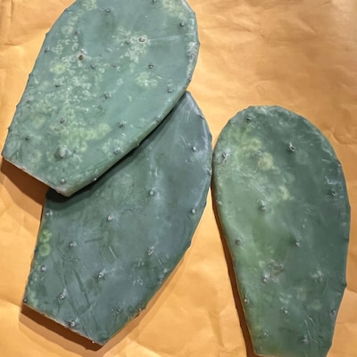 3 Small PADS Spineless Thornless Edible Nopales Prickly Pear Cactus ...