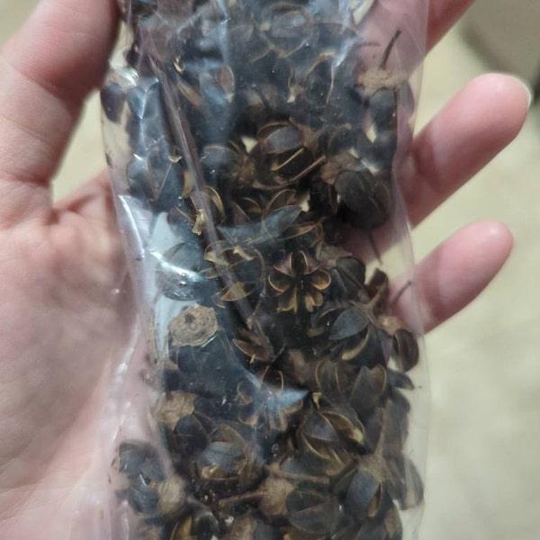 Dried Crepe Myrtle Seed Pods in Assorted Sizes, Natural Dried Mini ...