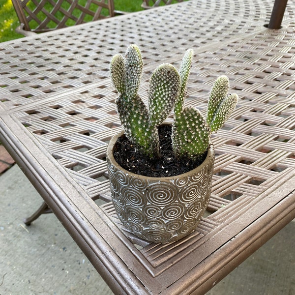 Small Cactus Plant. White Angel Wing Cactus. Also Called White Bunny ...