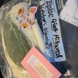 Python and Red Noodle Long Bean Seeds, Snake Bean Seeds, Organic Yard ...