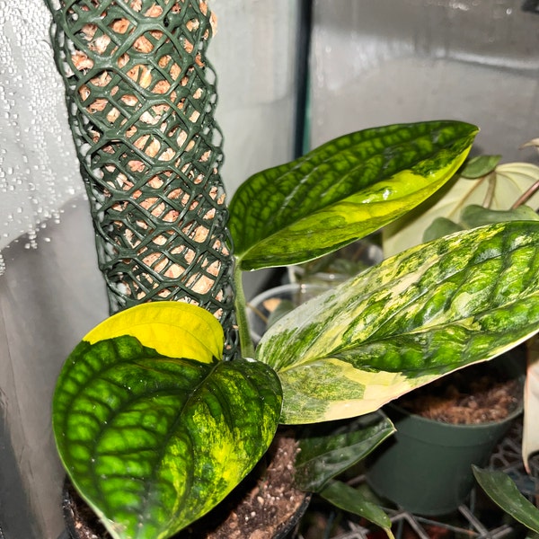 Epipremnum 'colorado Constellation' Rare Pothos - Etsy