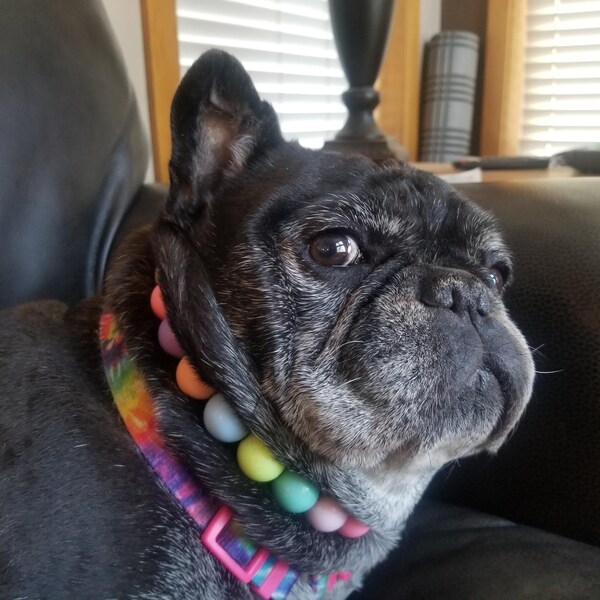 Candy Necklace | Beaded Dog Collar, Pastel Rainbow Pet Fashion - Etsy