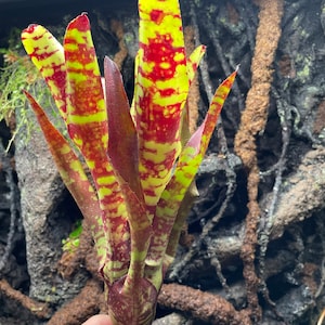 Aechmea Chantinii Samurai - Etsy