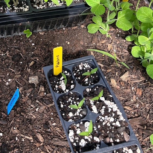 Poblano Pepper Seeds - Heirloom, Open Pollinated, Non GMO - Grow Indoor ...