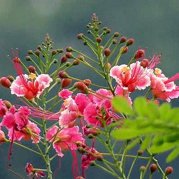 Dwarf Poinciana, Pink, Peacock Flower Tree, Seedlings & Seed ...
