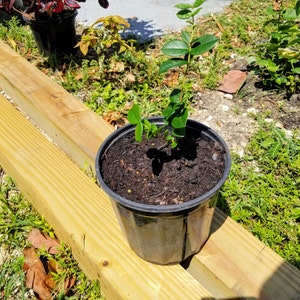 Pitangatuba Star Cherry Eugenia Selloi Neonitida Fruit Tree Seedling ...