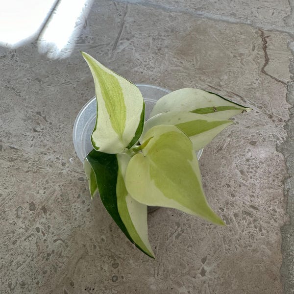 Philodendron Cream Splash Rare Aroid Philodendron Hederaceum 'cream ...