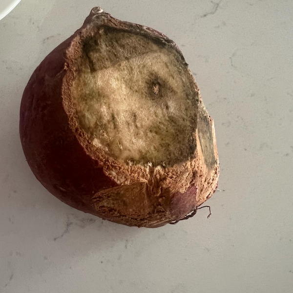 Edible Malanga Coco Yam Yautia Big Taro Root for Planting or Eating ...