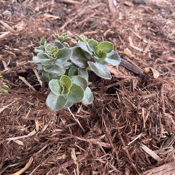 Sedum 'night Embers' - 3 Pack Bare-root Plant (grade #1) - Etsy