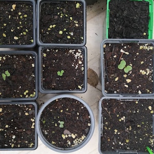 Cold Hardy Chili Pepper Seeds Capsicum Flexuosum Aka - Etsy Canada