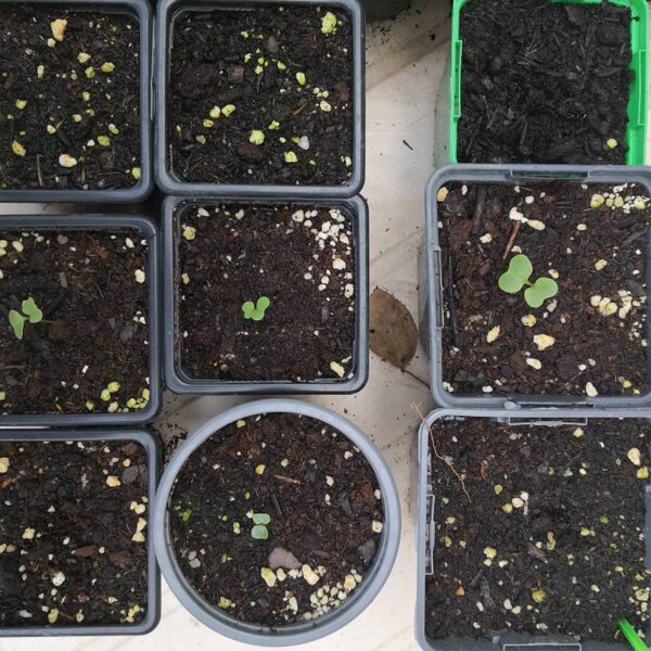 Nine Star Perennial Cauliflower/broccoli Seeds - Brassica Oleraceae ...
