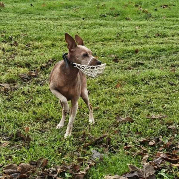 Muzzle for Irish Wolfhound Lightweight Steel Wire Muzzle Coursing ...