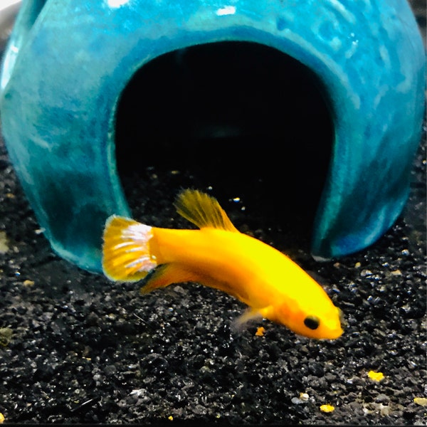 Small Fish Hide MADE TO ORDER - Betta Fish Cave - Small Aquarium Decor ...