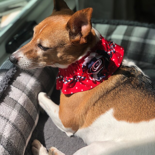 Dazzling DogzHandmade Fabric Scrunchie Dog Collars by DazzlingDogz