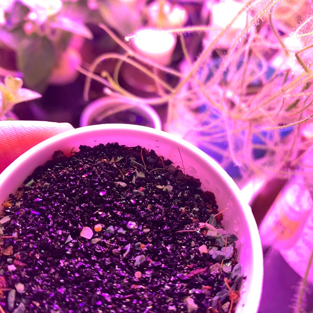 A passionate collector of rare and unusual seeds by UnusualSeeds