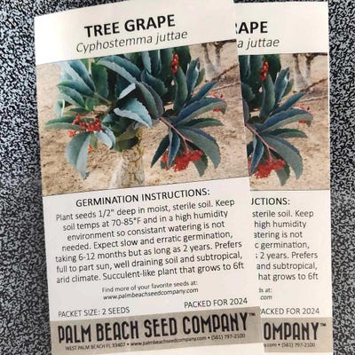 Miracle Fruit Seeds synsepalum Dulcificum Packet of 3 Seeds Palm Beach ...