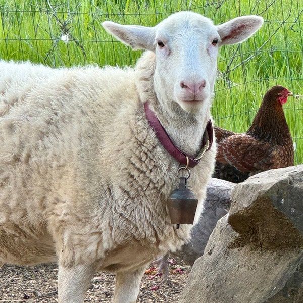 Vintage Handmade Pahāḍa Yak, Goat & Sheep's Bells From Himalayan ...