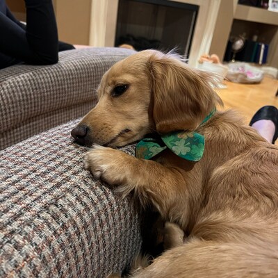 Daki's Dog Leashes, Leash for Dogs, Dog Leash, Handmade Leash , Fabric ...